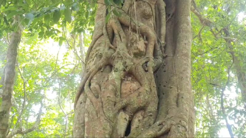 ไม้มะค่า ลวดลายสีสันสวยงาม และแข็งแรงทนทาน - TWOMENWOOD