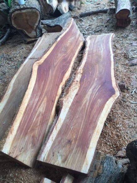 ไม้ประดู่ ไม้คุณภาพที่ใช้งานได้หลากหลาย - TWOMENWOOD